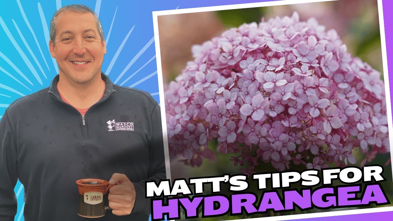 The MOST IMPORTANT Hydrangea Care Guide for Midwestern Gardeners - YouTube
