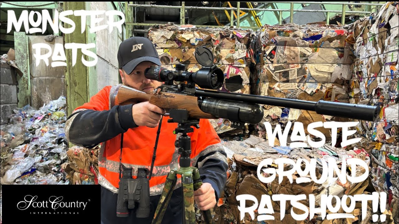 The monster rats have moved in!! Best shooting action!! - YouTube