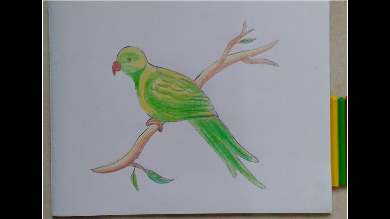 How to draw a parrot step by step || How to draw a parrot easy ...