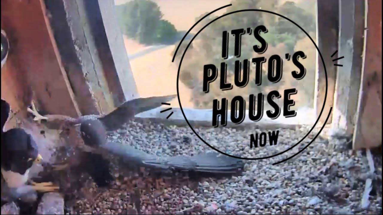 It's Pluto's House Now (2019.11.23) - Orange, Australia Peregrines ...