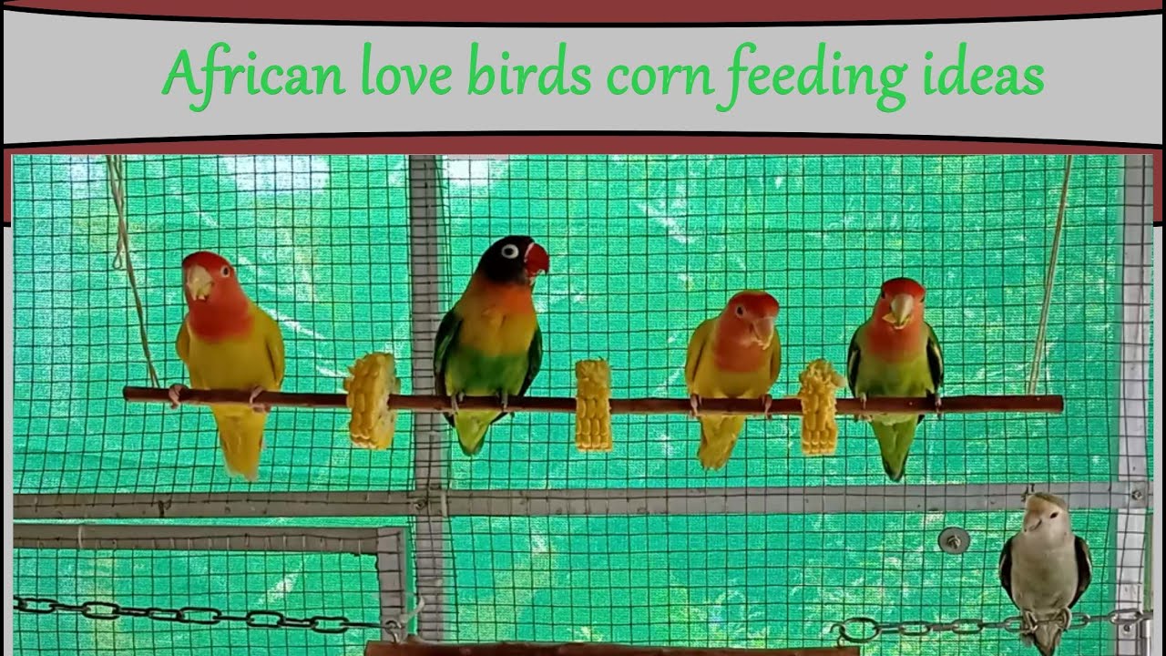 African Love birds corn feeding idea | Tips to make birds enjoy food ...