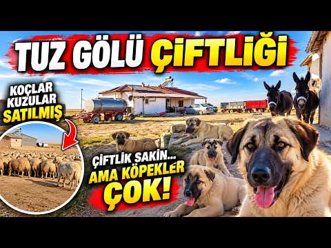 Tuz Gölü Çiftliği'nde Koçlar ve Kuzular Satıldı! 🐑 Çiftlik Sakin Ama Köpekler Çok! 🐕