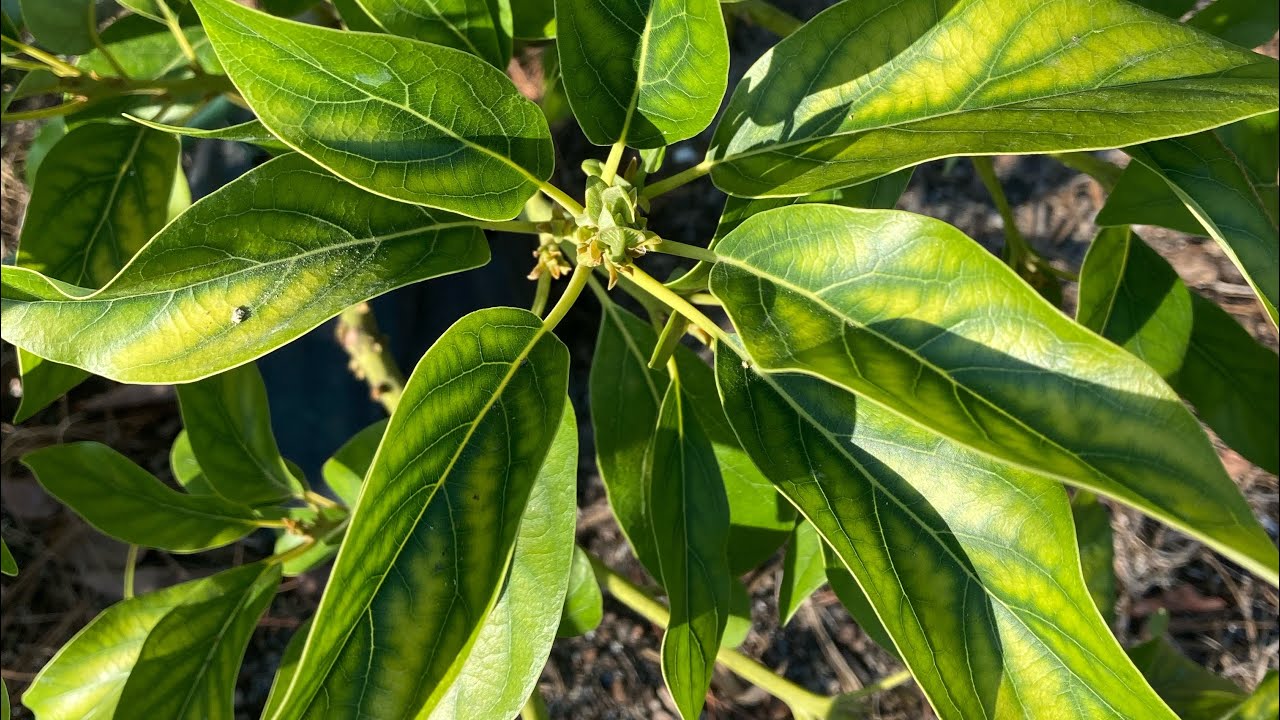 Treating Iron Deficiency in Avocado Tree #backyardfarming #foodforest # ...