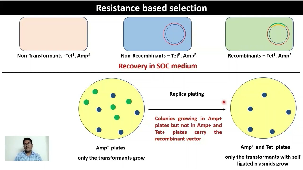GE6 - Plasmid vectors - features and methods of selection - YouTube
