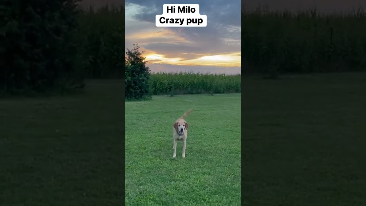 Hi Milo, crazy pup! - YouTube