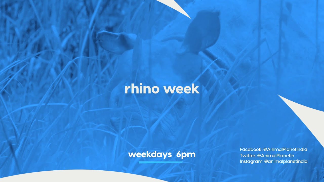 Rhino Week | Promo | Weekdays 6 PM - YouTube
