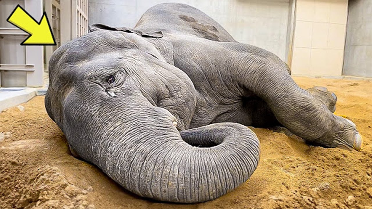 Zoo Elephant Cries Every Day – Until She Recognizes A Familiar ...