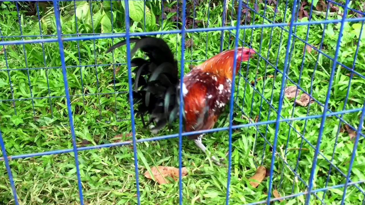 Bill Baumgardner Spangled Hatch Stag - YouTube