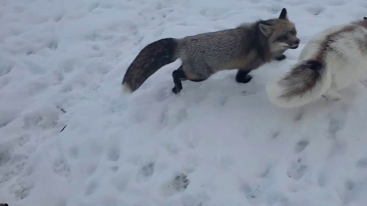 jagger fox squeals in excitement over his fox den - YouTube