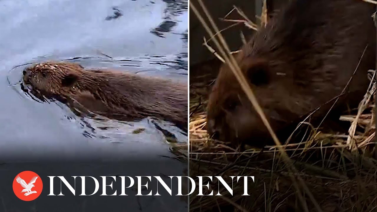 Beavers released into Scottish national park for first time in 400 ...