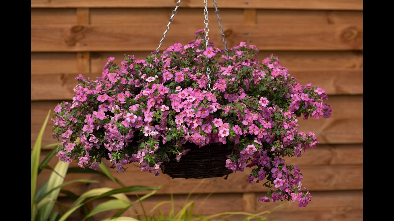 Bacopa Megacopa - YouTube