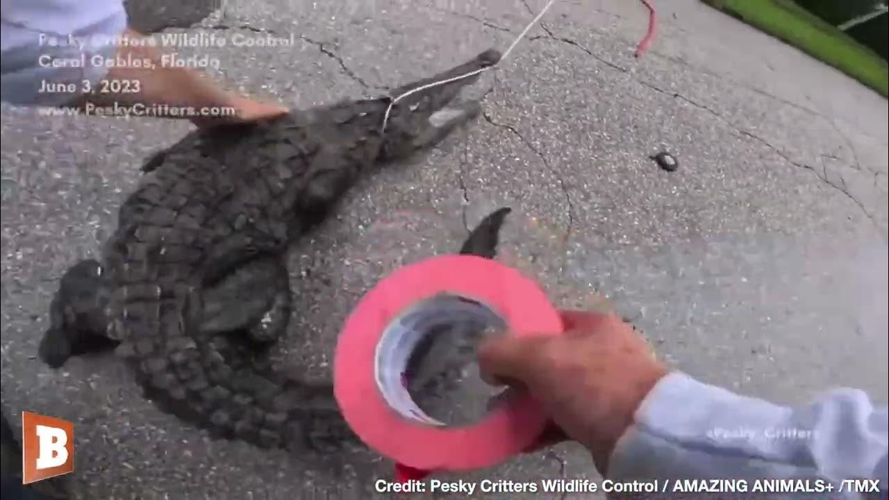 CRIKEY! Animal Control WRANGLES American Crocodile in Florida - YouTube