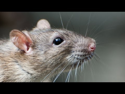 Rats 01, Behavior of Rodents - YouTube