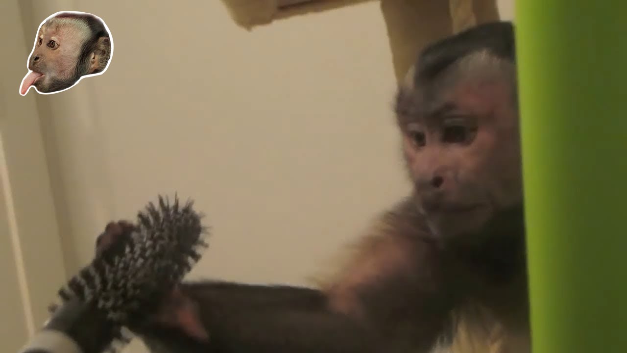 Capuchin Monkey Play Time - YouTube