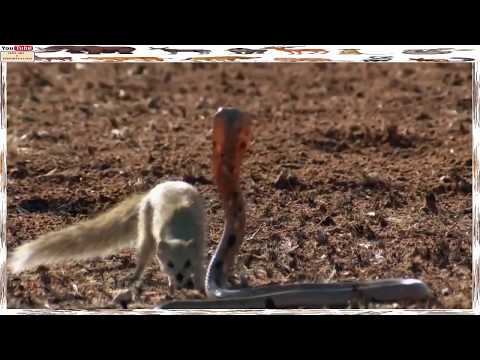 Ular Cobra kalah sama binatang gitu??