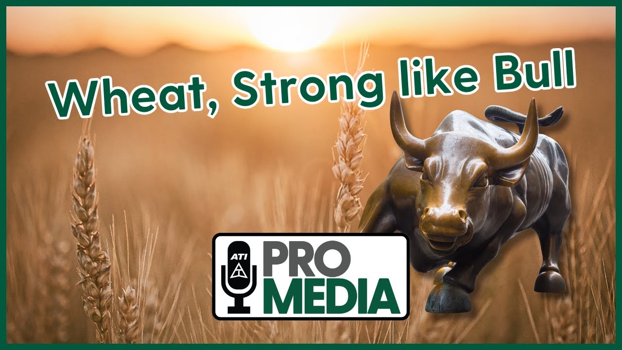 Wheat, Strong like Bull - YouTube