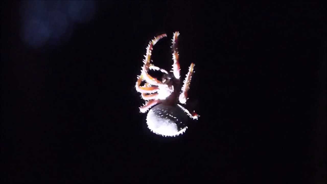 SPIDER HANGING FROM TREE on 25 FOOT WEB--September 29, 2015 - YouTube