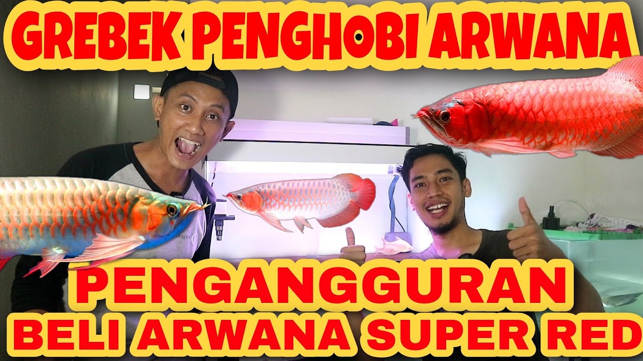 PREVIEW ‼️ PENGANGGURAN BELI ARWANA SUPER RED HARGA 5 JUTA - YouTube
