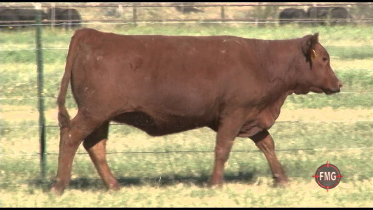 LOT 1164 RA Brown Ranch - YouTube