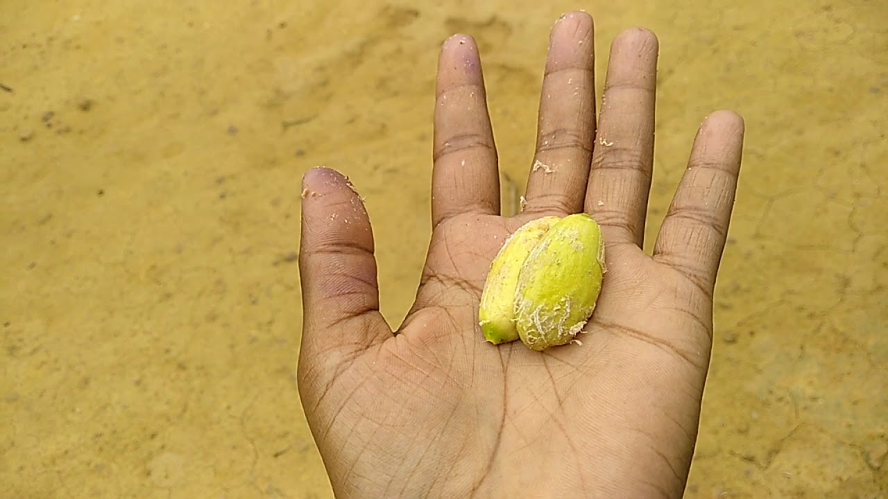 Dori oil ,( dori tel) - YouTube