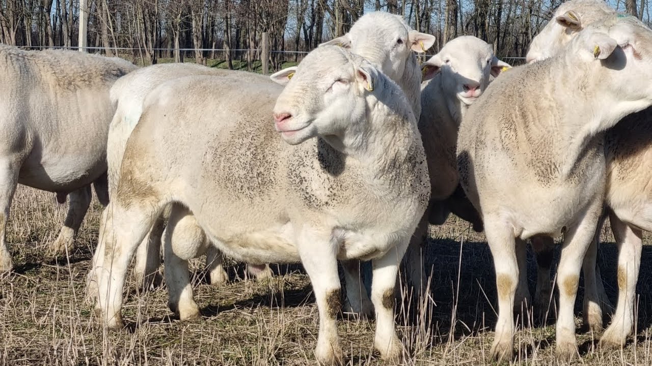 White Dorper in Russia. Белый Дорпер в России на Ставрополье. 03.01 ...