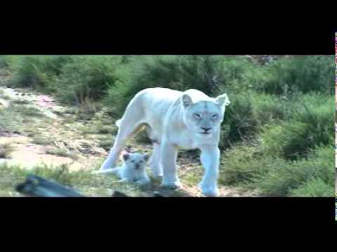 Inkwenkwezi White Lion Cubs.mp4