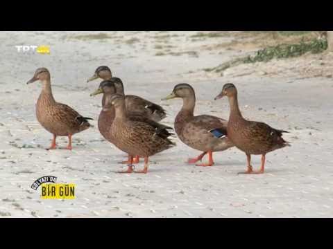 BİRGÜN - GÖLYAZI