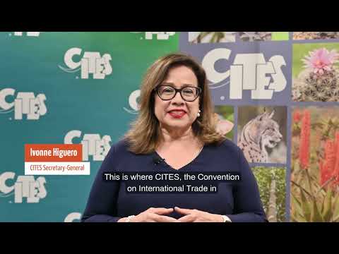 International Day for Biological Diversity 2026: Message from CITES Secretary-General Ivonne Higuero