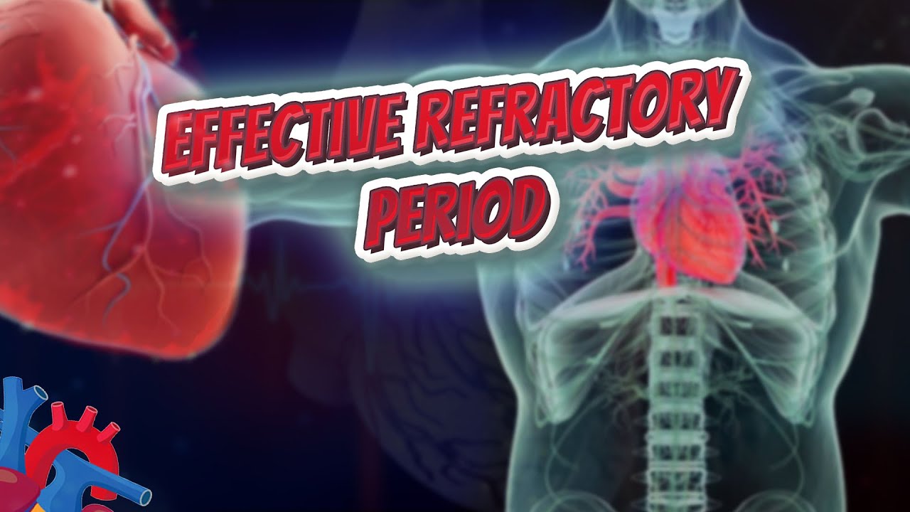 Effective refractory period - Human Heart ️ and Cardiology ️🔊 - YouTube