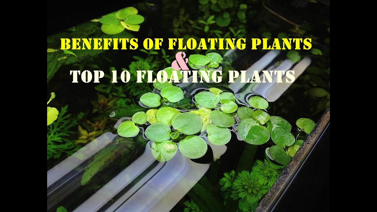 Top 10 Floating Plants & Benefits Of Floating Plants | Aquatic Floating ...