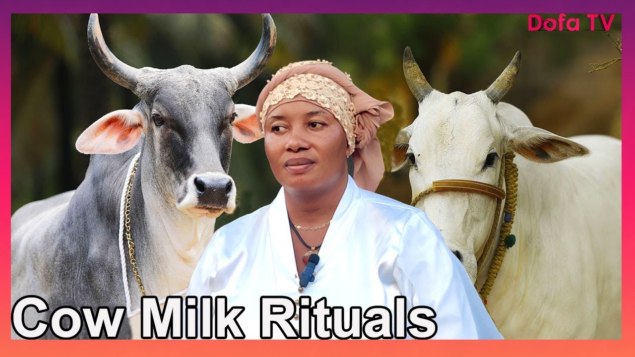 This Is How To Do Money Rituals By Using Cow Milk. The Powerful Uses Of ...