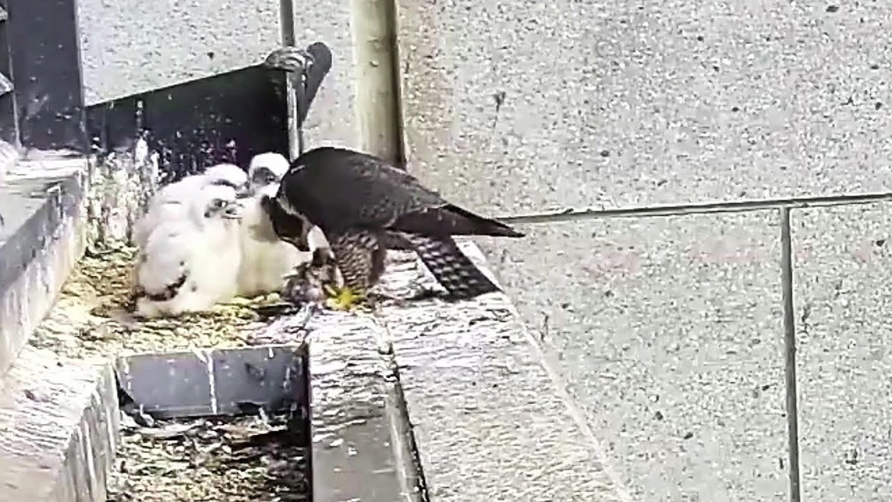 367 Collins Falcons~Parents brings in a prey and is feeding the Kids~11 ...