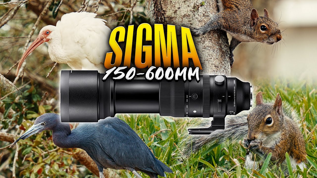 Así Grabo Animales con mi lente SIGMA 150-600mm 🦜🎥 (Equipo y ...
