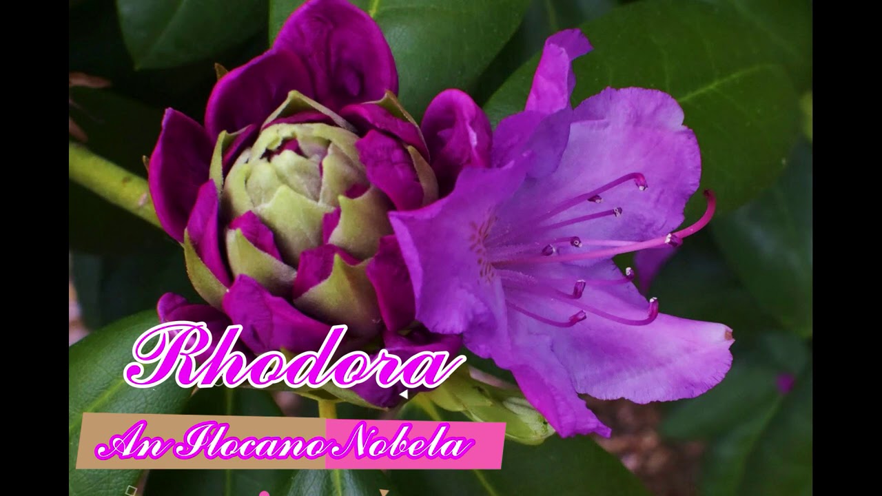 RHODORA 31-32 of 78 - YouTube