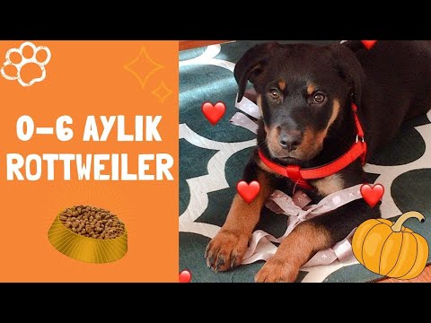 Bir Rottweiler'ın Büyüme Hikayesi | 0-6 ay