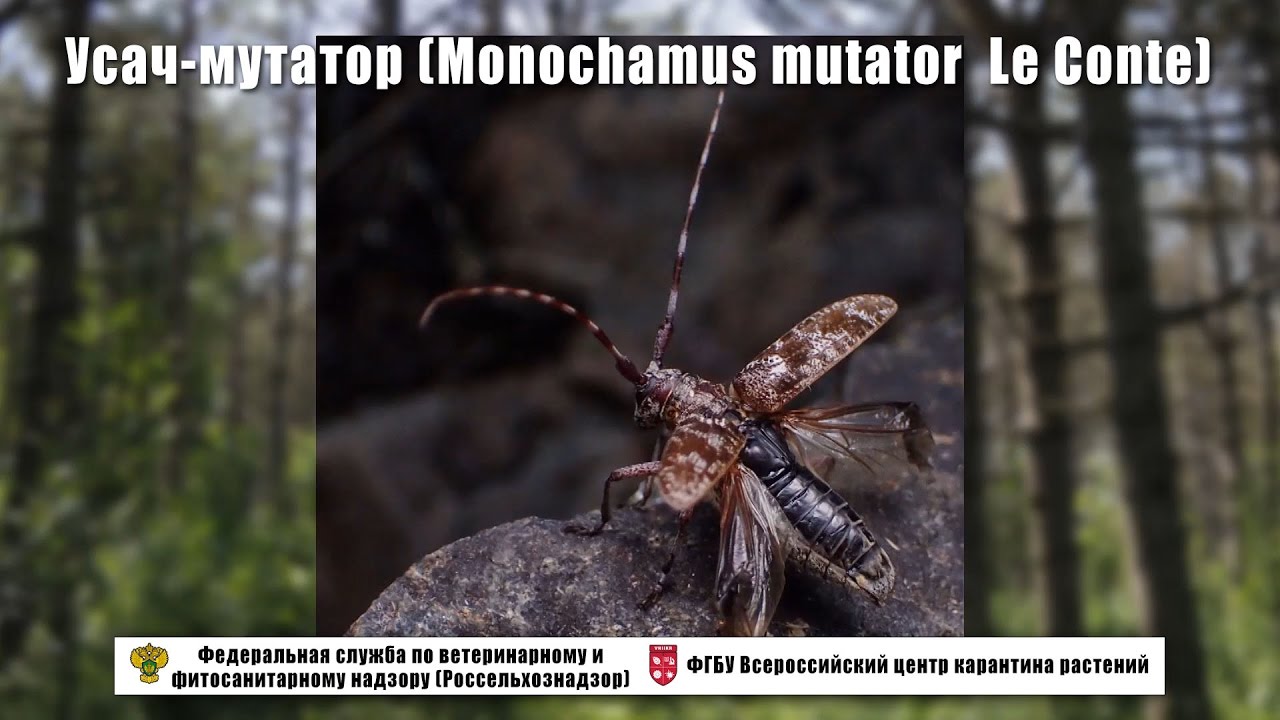 Усач-мутатор (Monochamus mutator Le Conte) - YouTube