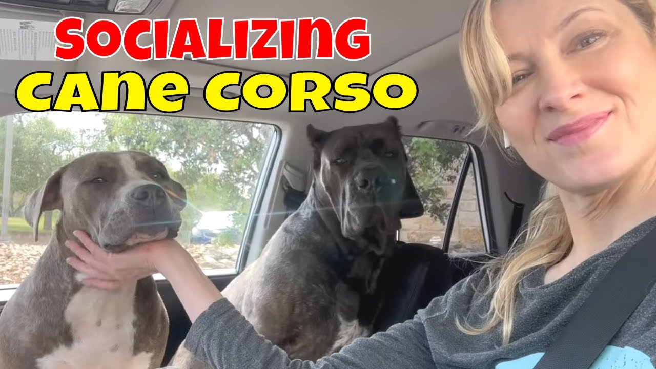 Socializing 3 CANE CORSO Dogs and PITBULL: Visit to the VET - YouTube