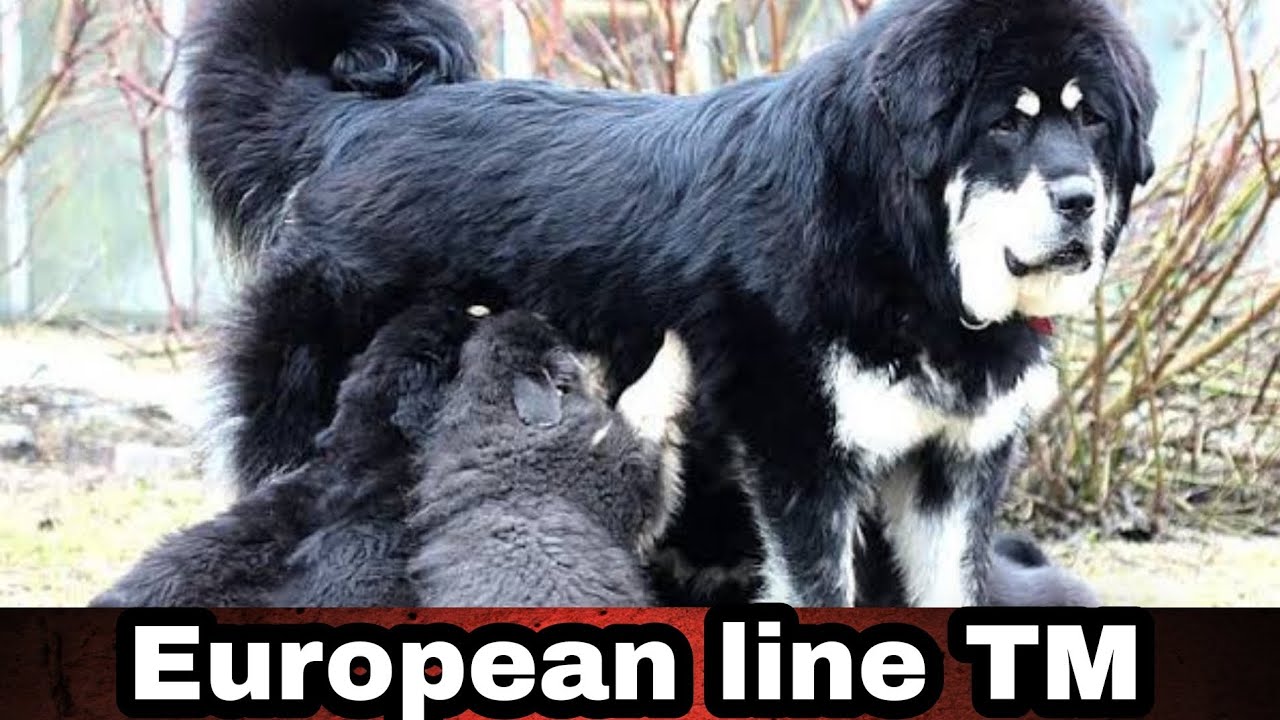 European line TM Tibetan Mastiff dog puppies available Uttarakhand wale ...