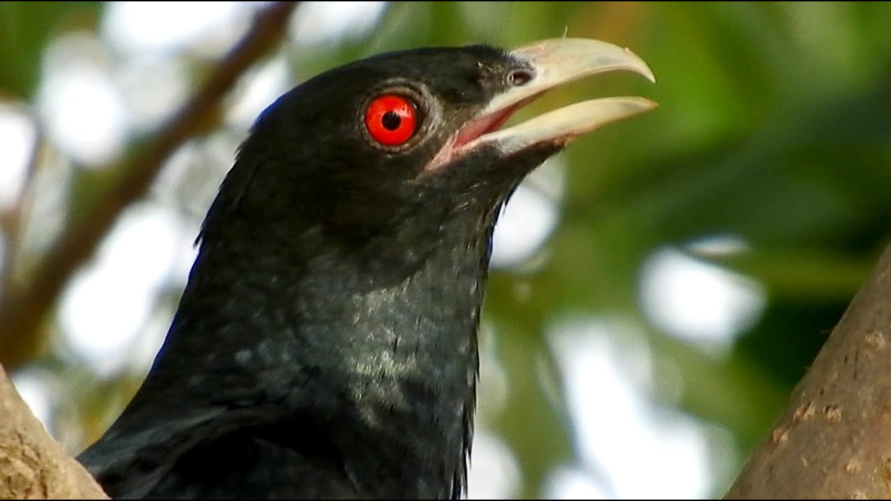 koel bird sound effects, koyal ki awaaz, cuckoo songs - YouTube