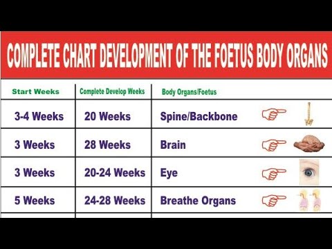 Complete Development of the Body Organ, 3-4 Week 5 Week Development of ...