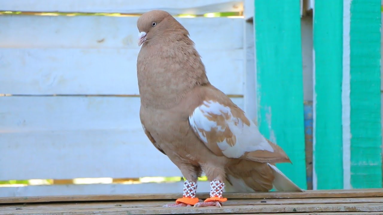 Do chap Pigeon do-chap-pigeon