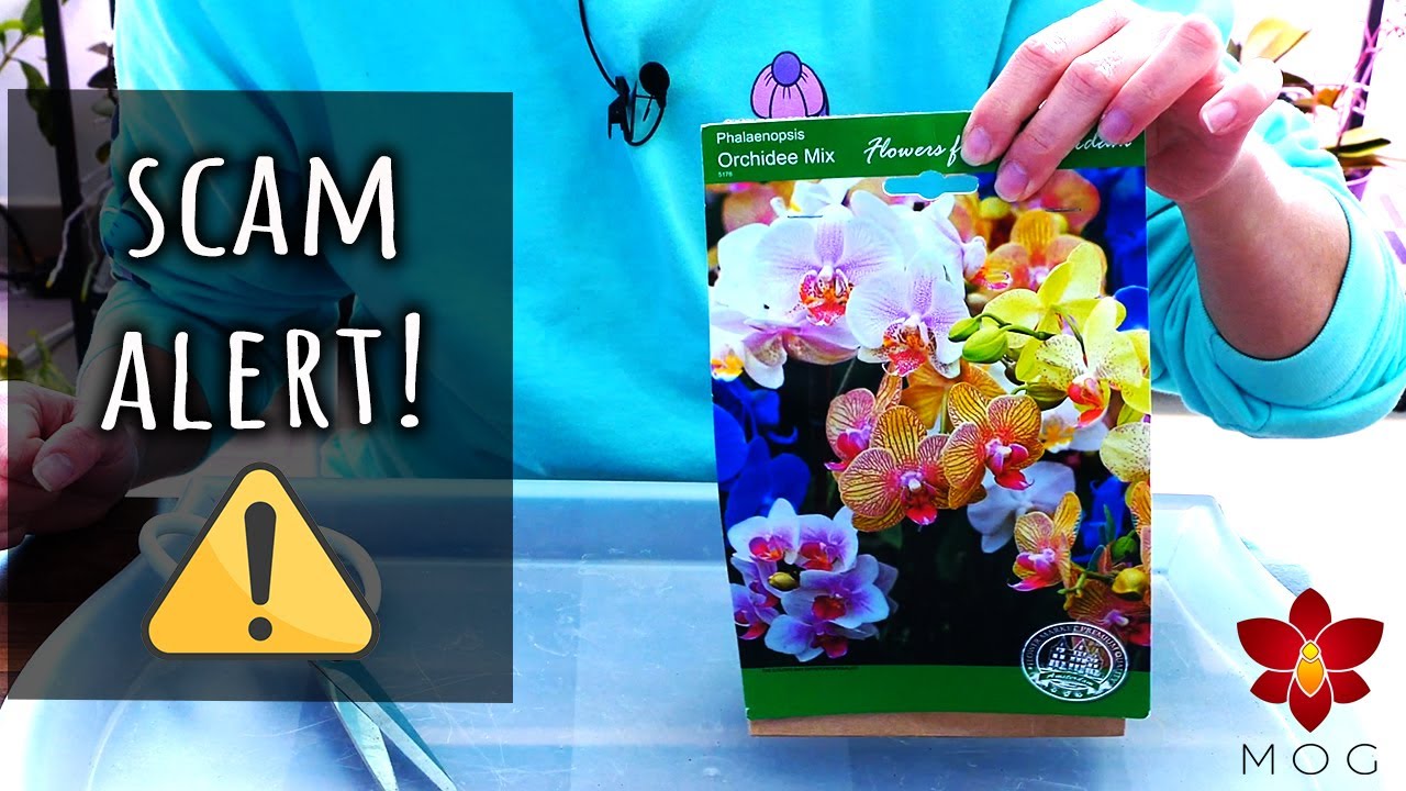 ⚠️ SCAM ALERT! I planted Phalaenopsis Orchid seeds! Let's see what ...