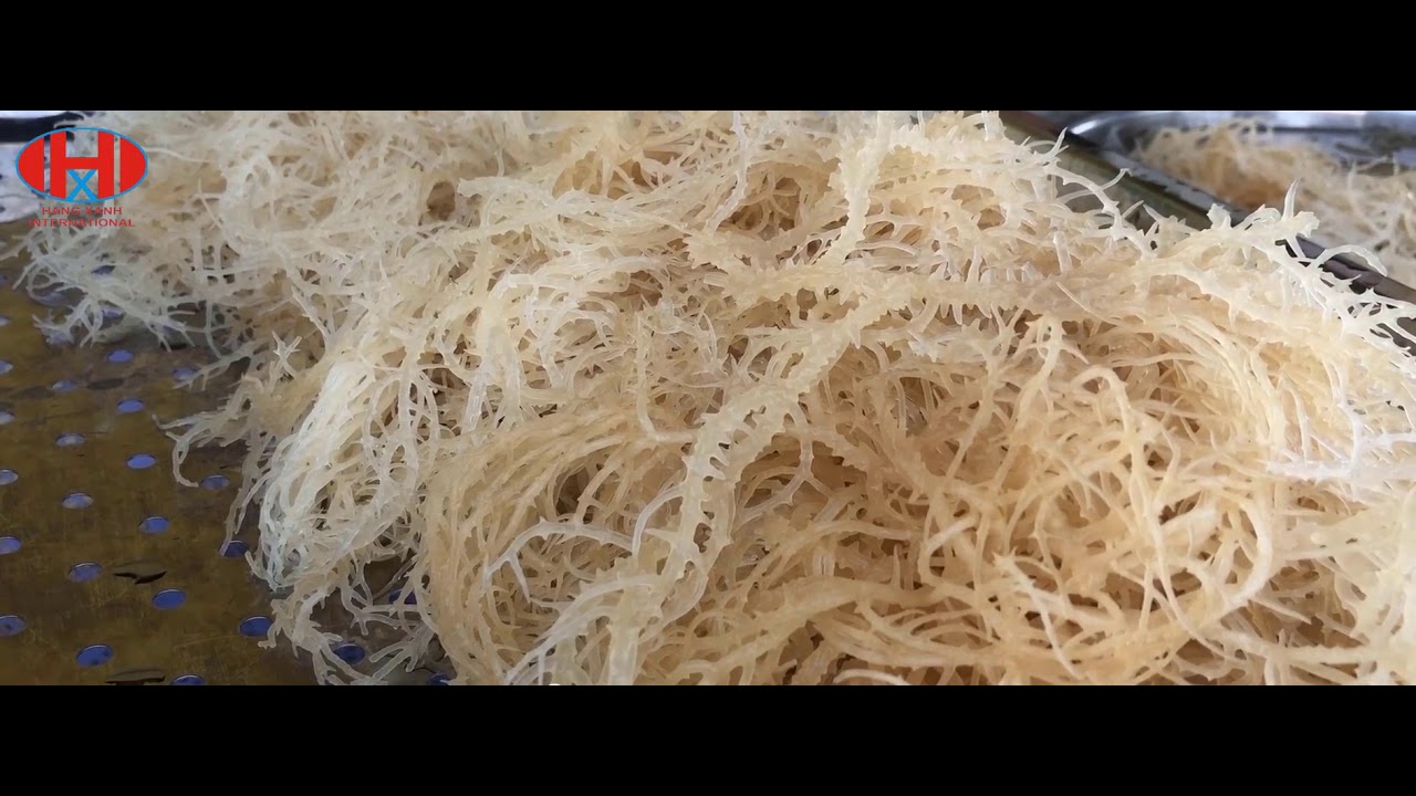 SEA MOSS PRODUCTION PROCESS - THE SUPERFOOD FROM THE SEA - YouTube