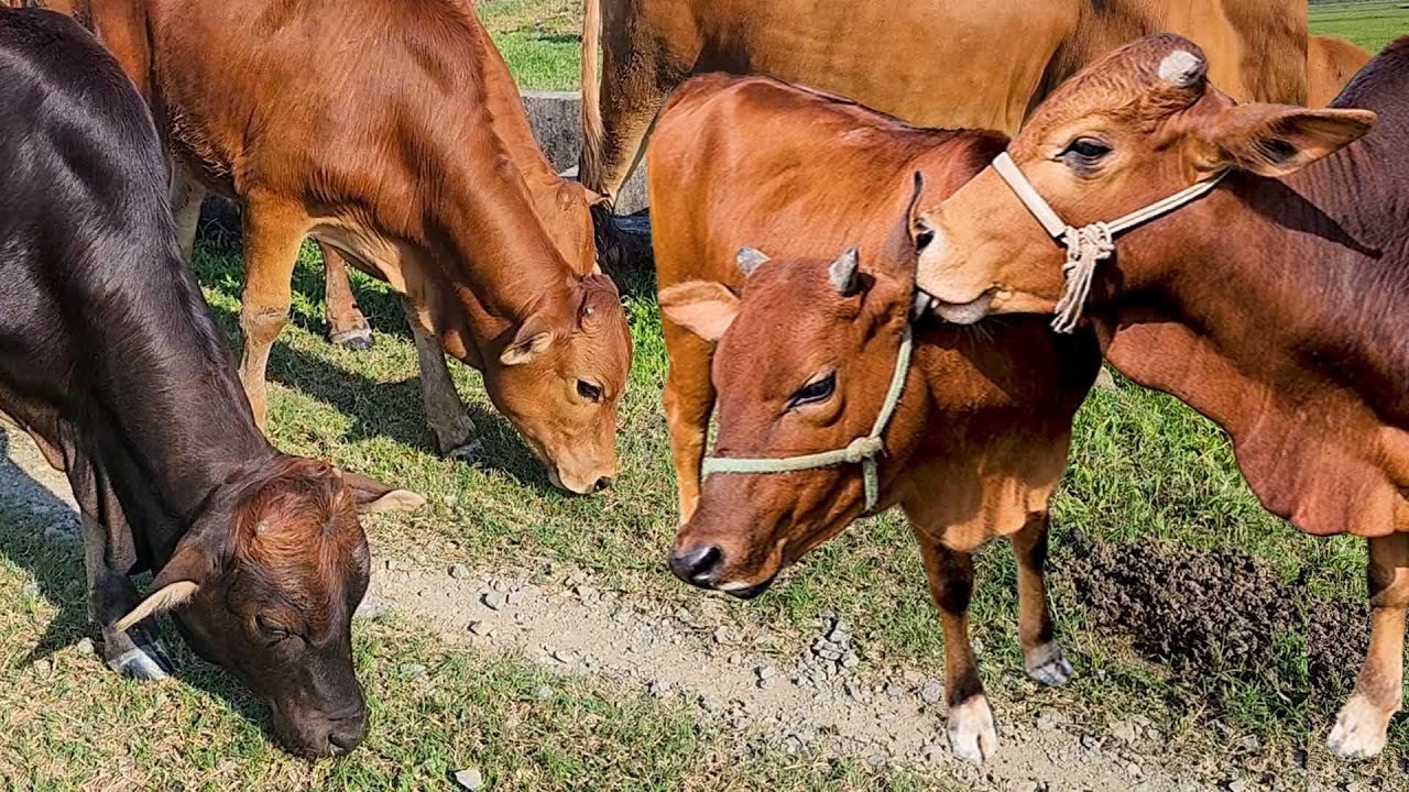 con bò - liên khúc nhạc con bò sôi động - YouTube