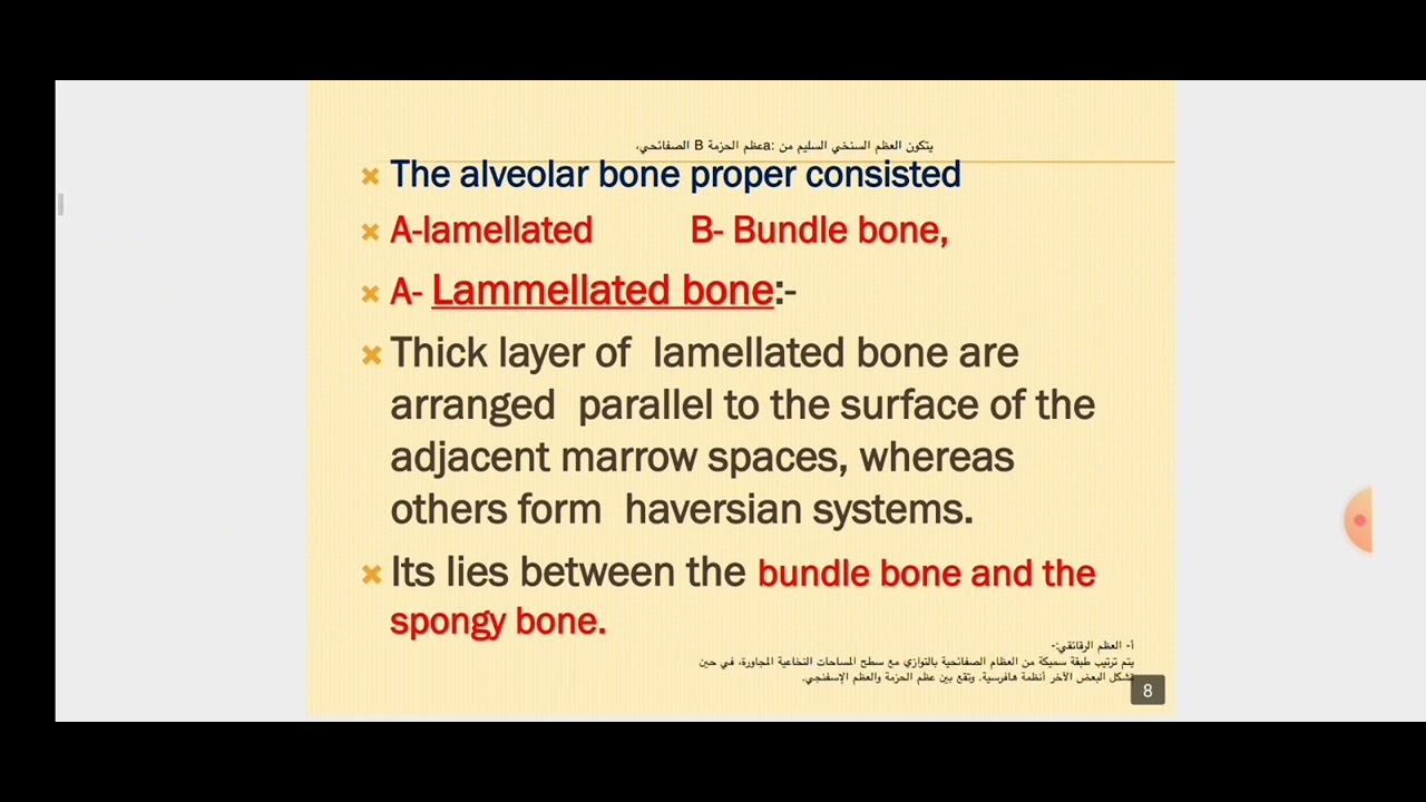 oral histology (Alveolar process) lec15 part1 طب اسنان مرحلة ثانية ...