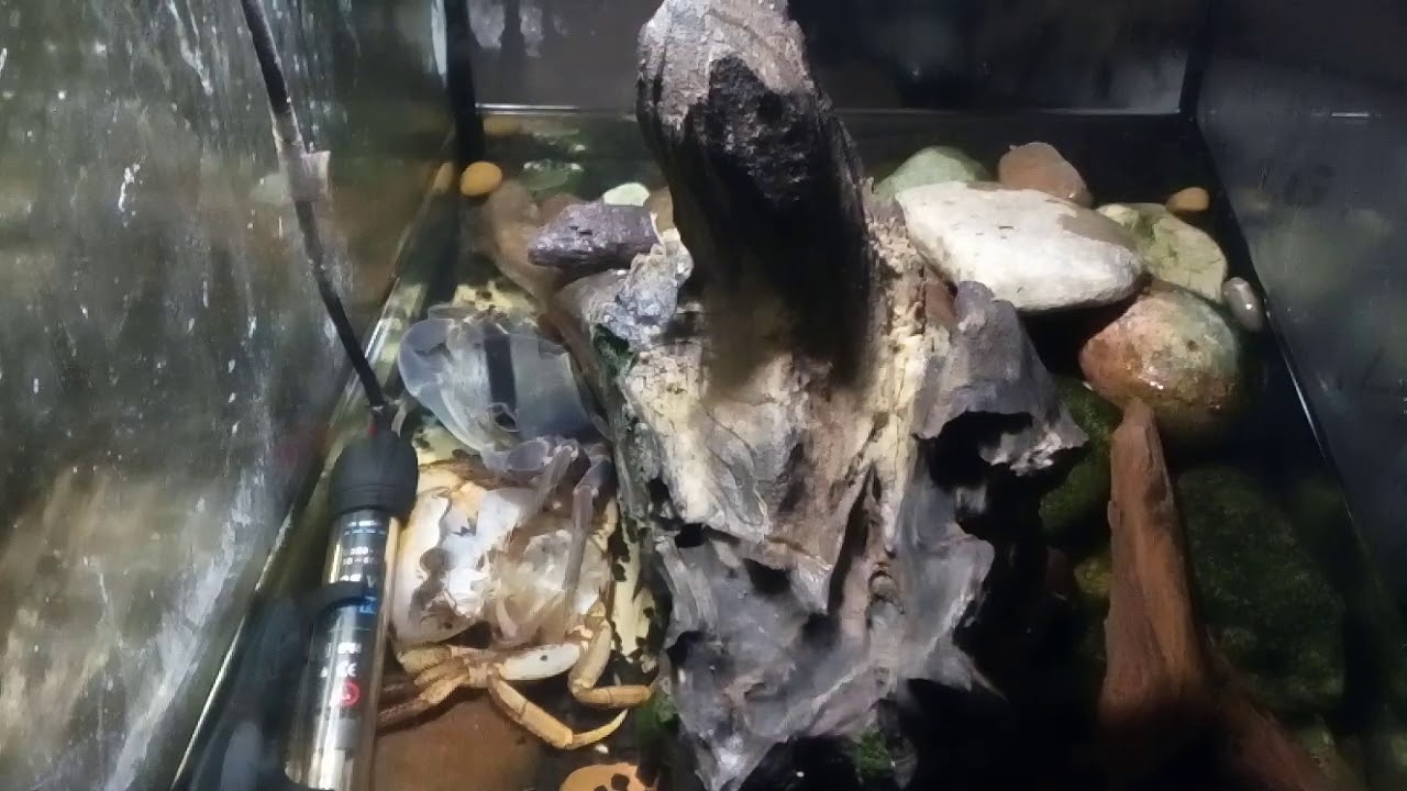 krab Roman po wylince - YouTube