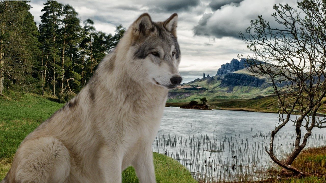 WOLF SONGS - Rewilding Rock Music - YouTube