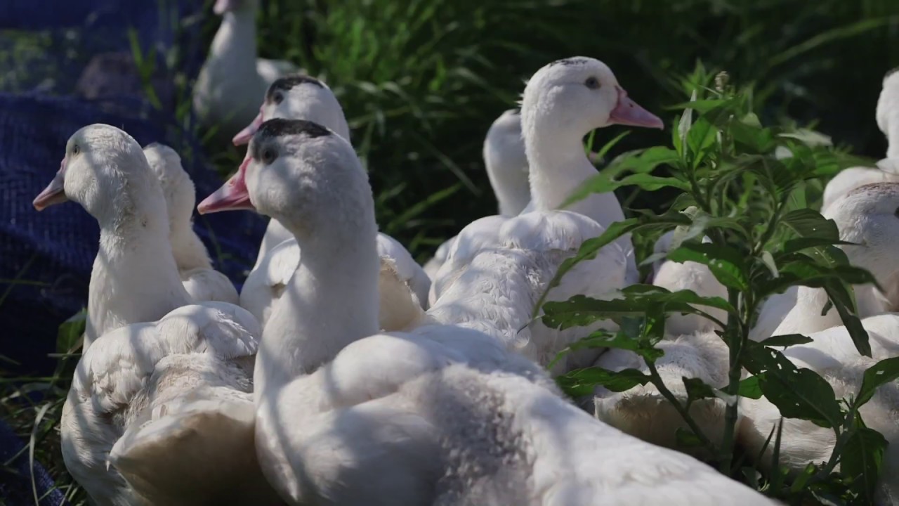 Integrated Duck Rice Farming - Duck Update - YouTube