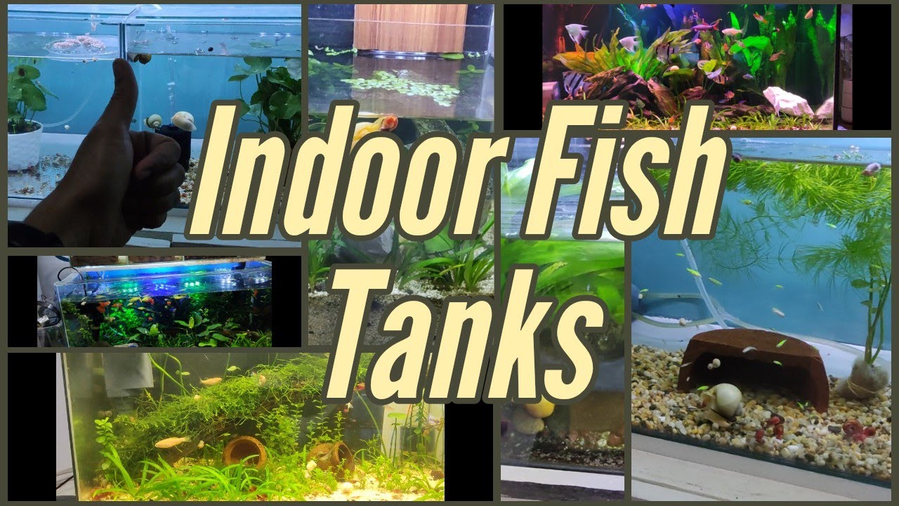 Ito ang Aking indoor Setups ( Fish tanks) - YouTube