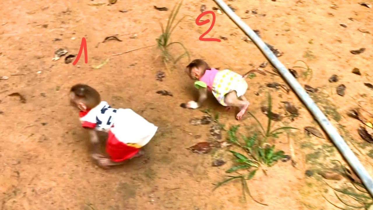 Amusingly!! Lovely Son Tourtour & Daughter Jasmine Rush Run To Win At ...